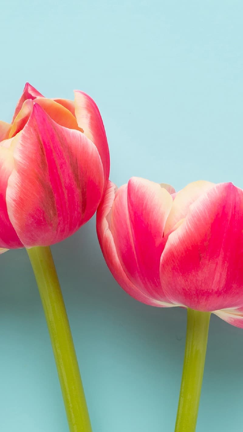 April 2021 calendar wallpapers – 30 FREE & cute design options!