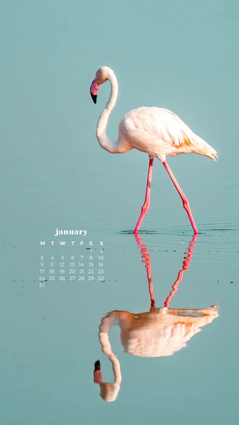 January 2022 wallpapers – 45 FREE calendars for your desktop & phone!