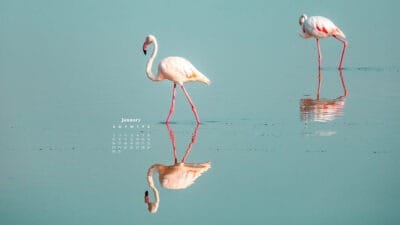 January 2022 wallpapers – 45 FREE calendars for your desktop & phone!