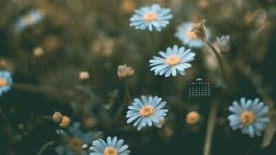 July 2022 wallpapers – 55 FREE & beautiful desktop & phone calendars!