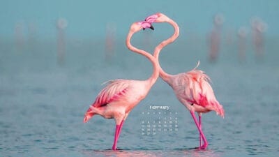 February 2023 wallpapers – 60 FREEBIES for desktop & phones!
