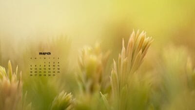 March 2023 wallpapers – 55 FREEBIES for desktop & phones!
