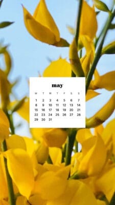 May 2023 wallpapers – 45 FREEBIES for desktop & phones!