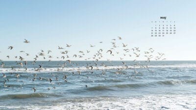 May 2023 wallpapers – 45 FREEBIES for desktop & phones!