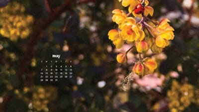 May 2023 wallpapers – 45 FREEBIES for desktop & phones!