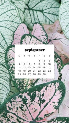 September 2023 wallpapers – 45 FREEBIES for desktop & phones!