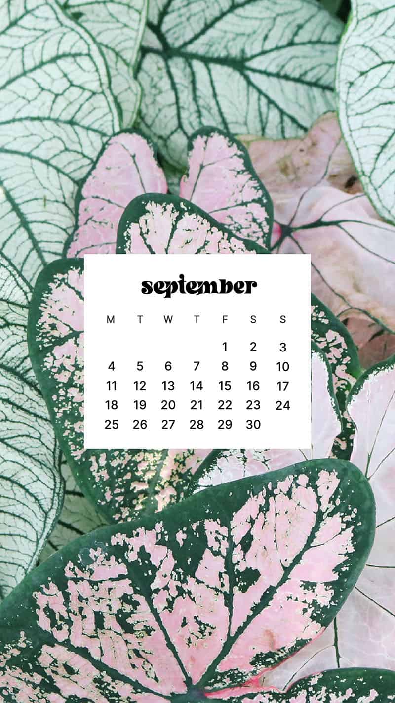 September 2023 wallpapers – 45 FREEBIES for desktop & phones!