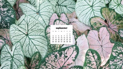 September 2023 wallpapers – 45 FREEBIES for desktop & phones!