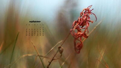 September 2023 wallpapers – 45 FREEBIES for desktop & phones!