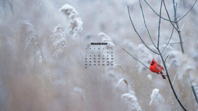 December 2023 wallpapers – 96 FREEBIES for desktop & phones!