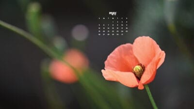 May 2024 wallpapers – 60 FREEBIES for desktop & phones!