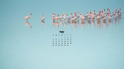 May 2024 wallpapers – 60 FREEBIES for desktop & phones!