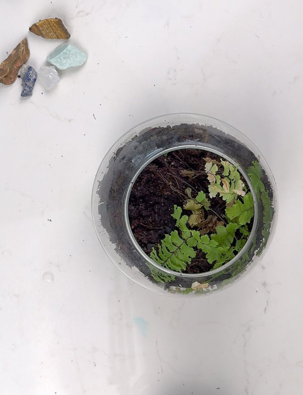 DIY terrarium – an easy upcycling project that anyone can do!