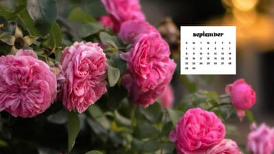 September 2024 wallpapers – 45 FREEBIES for desktop & phones!
