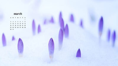 March 2025 wallpapers – 55 freebies for desktop & phones!